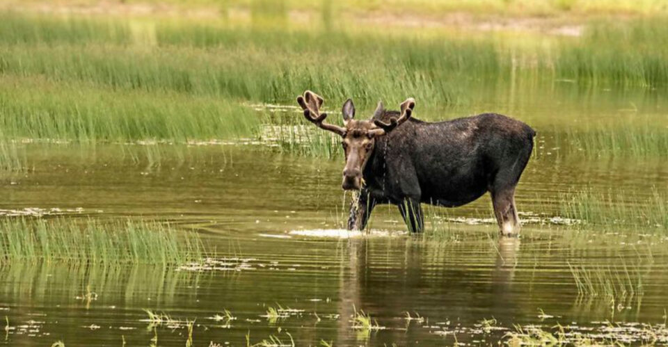 Animals In Yellowstone National Park: The Complete Guide