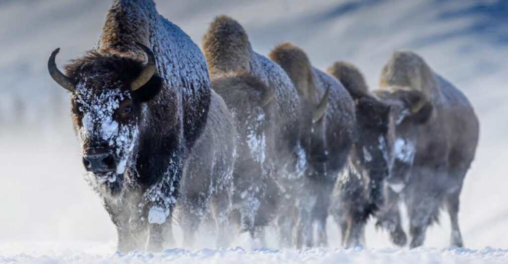 Bisons: The Timeless Icons Of Yellowstone