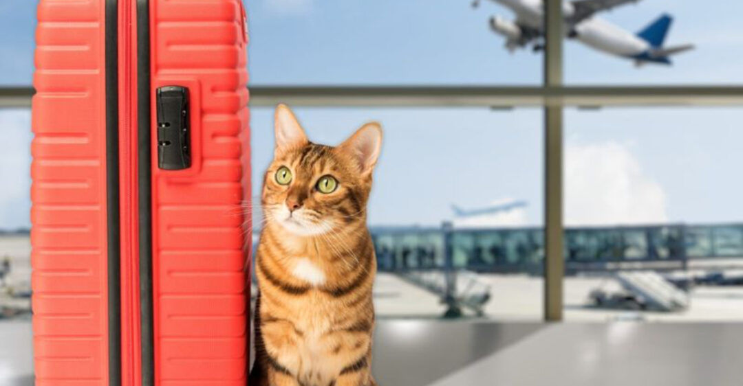 Cabin Or Cargo For Your Cat On A Plane? The 10 Pros And Cons You Need ...