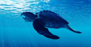 Celebrating World Turtle Day: 13 Ancient Turtle Species That Outlived ...