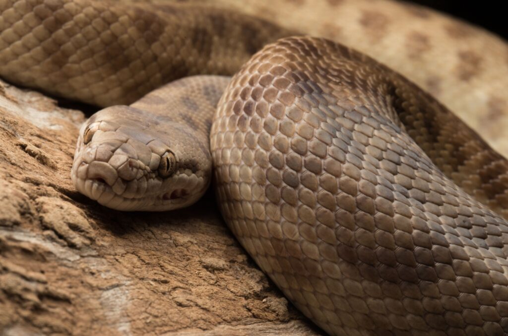 14 Friendliest Snake Species On Earth