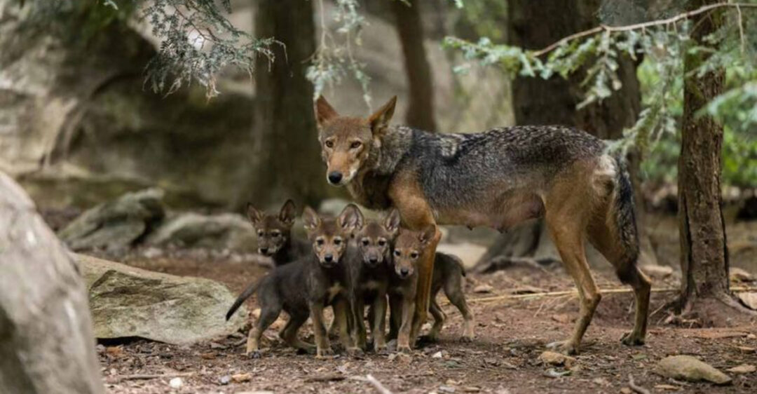 Conservation Efforts Help Species Survive Amid Declining U.S. Biodiversity