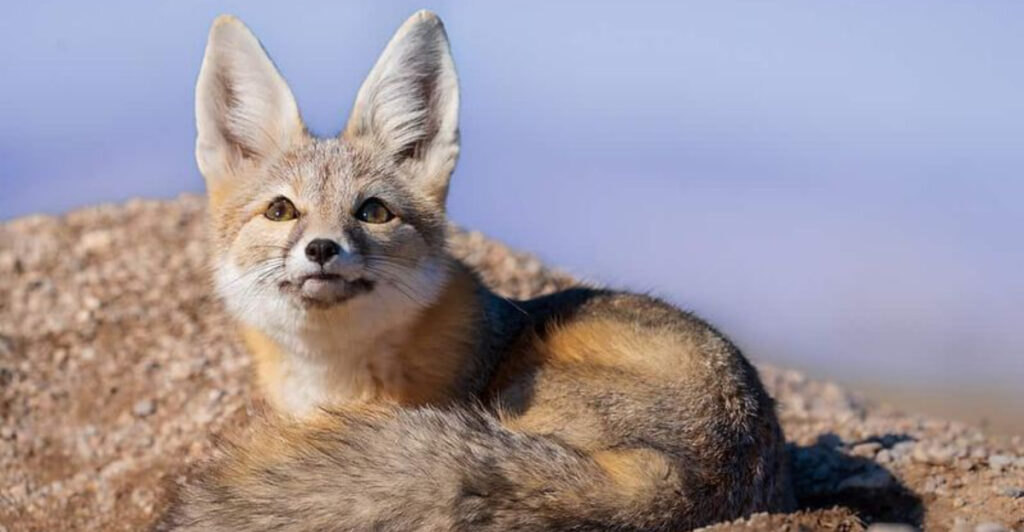 Desert Foxes Are Making A Comeback In The U.S. National Parks