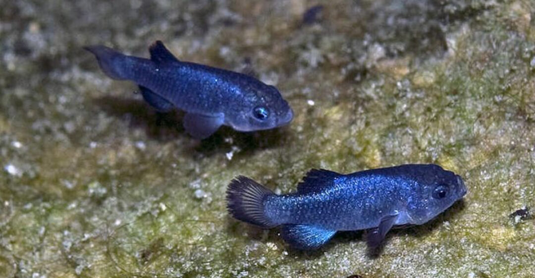 Devil's Hole Pupfish Struggling To Survive, Along With Other Endangered ...