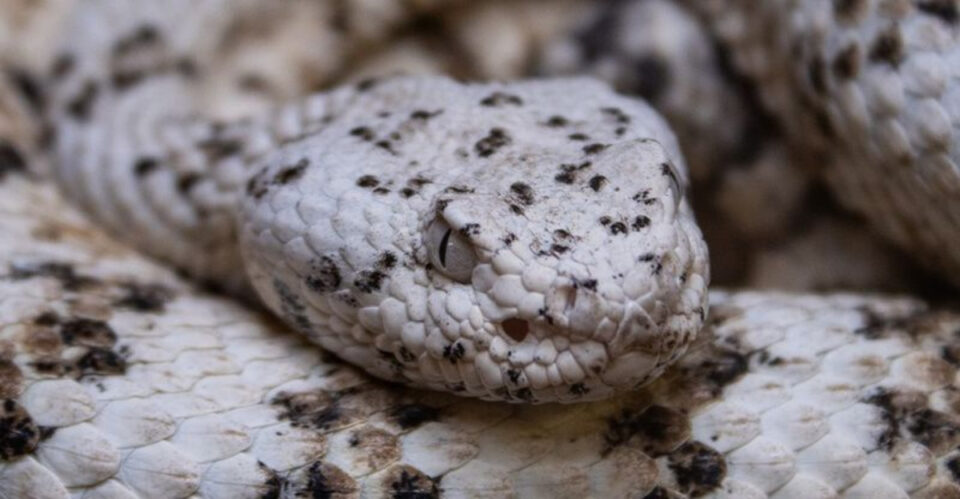 Discover 15 Astonishing Facts About The Largest Speckled Rattlesnake ...