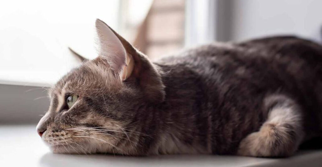 Do Cats Feel Loss? 19 Signs Your Cat May Be Mourning