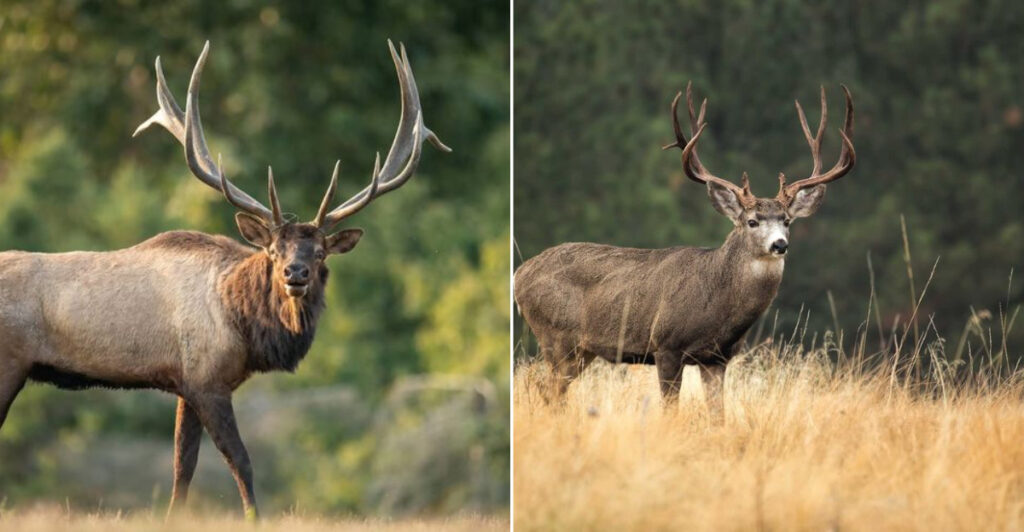 Elk Vs. Mule Deer: Key Differences You Need To Know