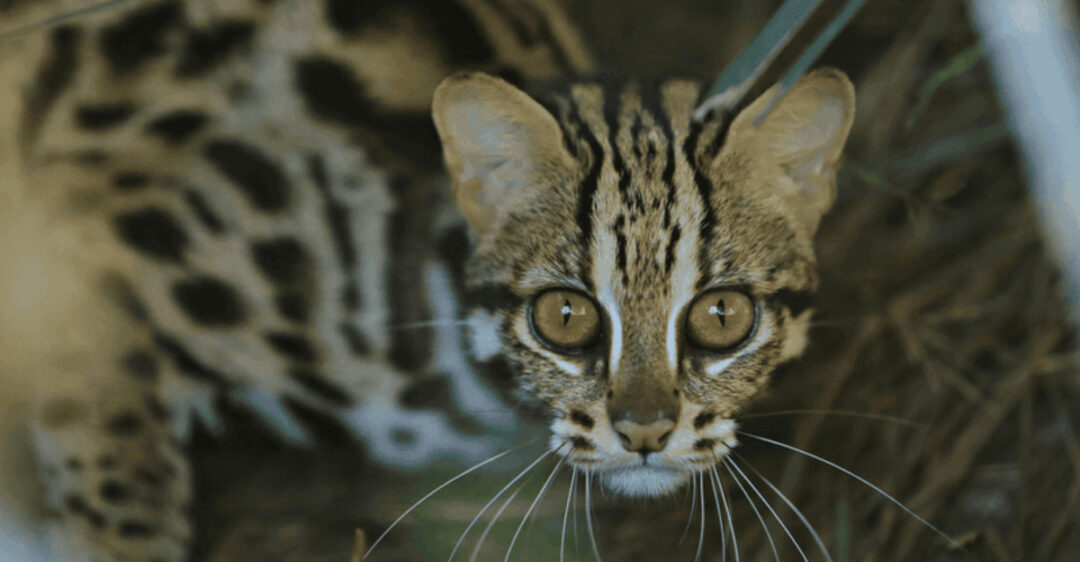 Endangered Marbled Cat Caught Nesting In National Park For The First ...