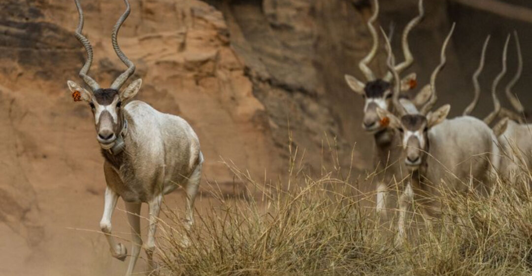 Extinct In The Wild: 11 Animals You Can Now Only See In Captivity