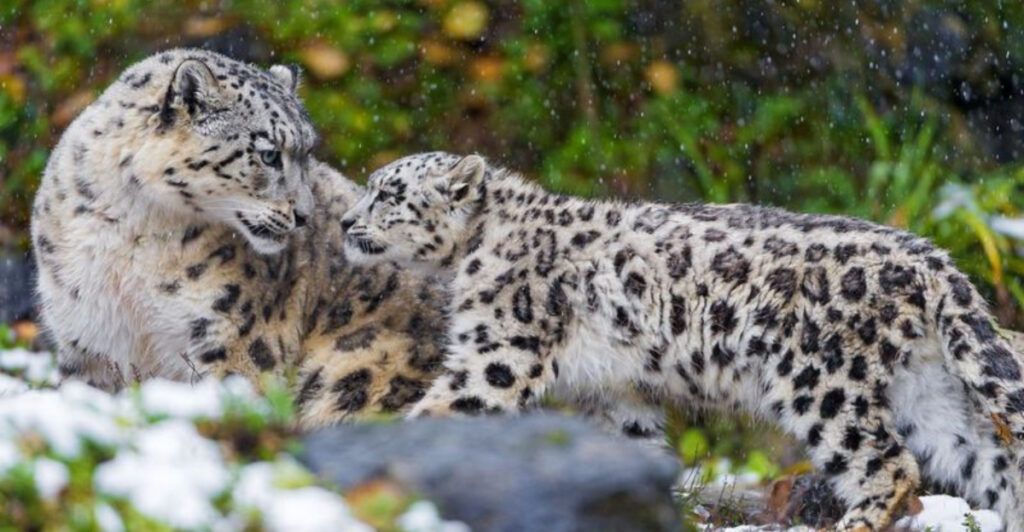 Fossils Reveal The Secrets Of Snow Leopard Evolution
