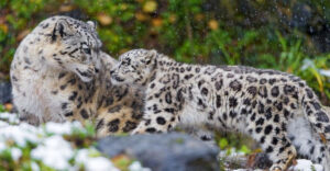 Fossils Reveal The Secrets Of Snow Leopard Evolution