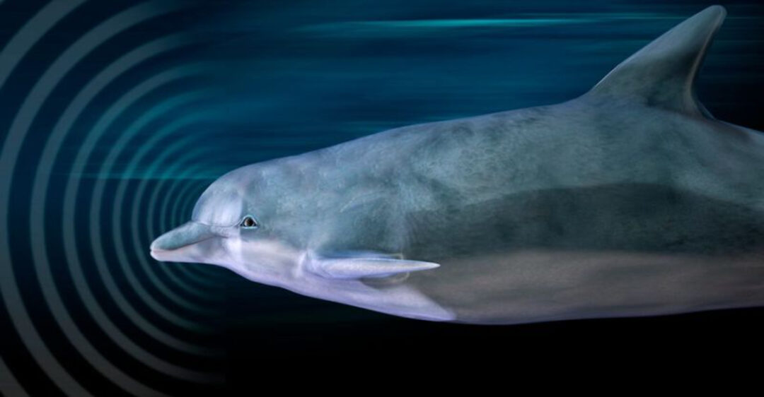 From Dolphins To Bats: Exploring Animals That Use Sonar For Survival