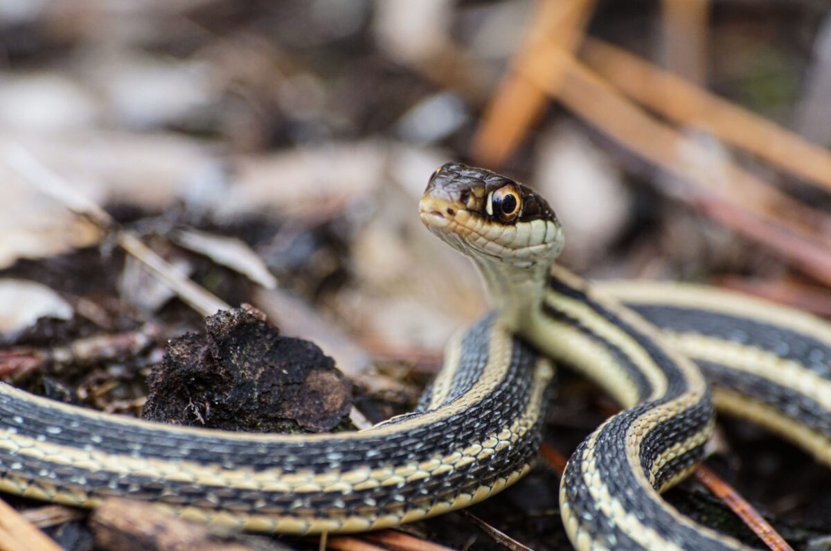 14 Friendliest Snake Species On Earth