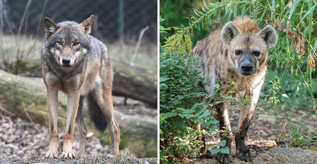 Grey Wolf Vs. Spotted Hyena: 15 Facts That Show Which Predator Reigns ...