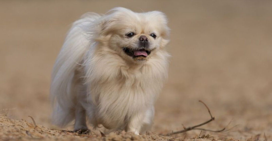 How Long Do Small Dogs Live? (15 Most Popular Breeds And Their Lifespans)
