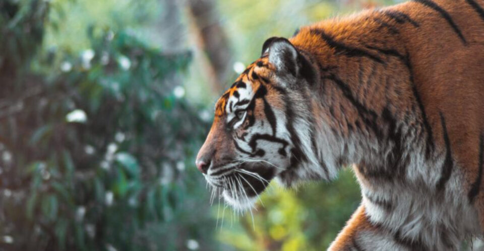 How Many Tigers Are Still Roaming The Earth? Less Than You Think