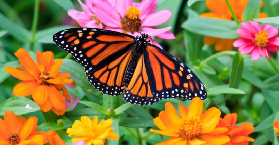How To Catch A Glimpse of Monarch Butterflies In Delaware This Summer?