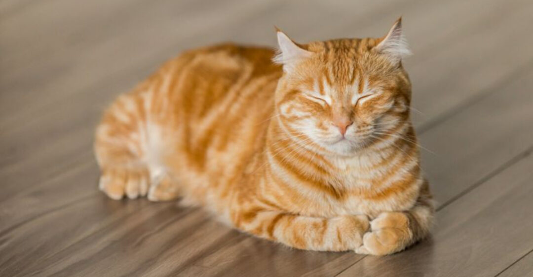 How To Soothe A Cat Without Pushing Their Boundaries