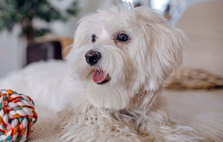 13 Cleanest Dog Breeds That Won't Leave A Drool Trail Behind