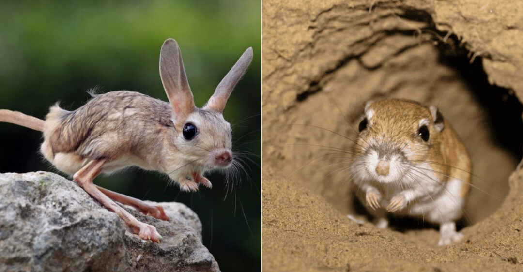 Jerboa Vs. Kangaroo Rat: What Sets Them Apart?