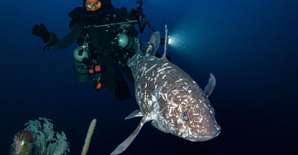 'Living Fossil' Fish Believed Extinct For 70 Million Years Caught On Camera