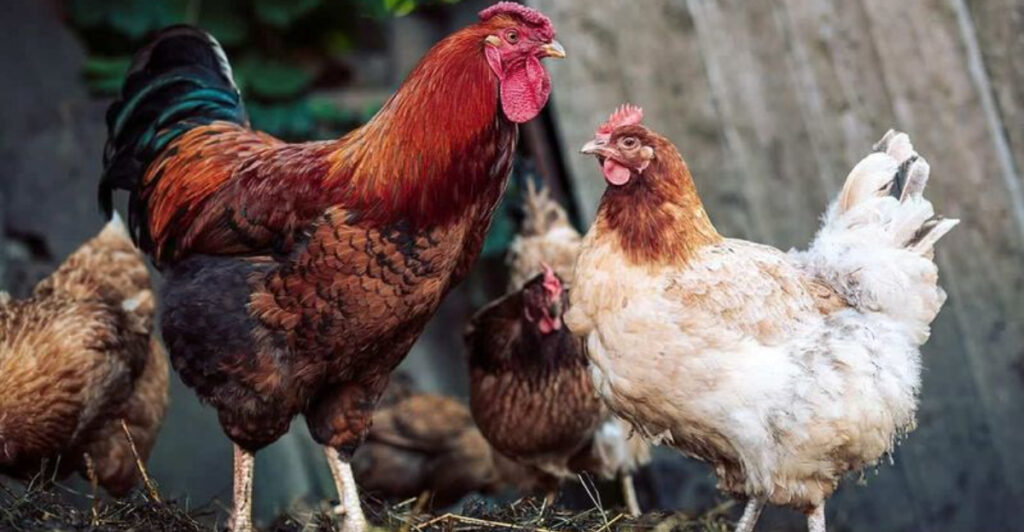 Male Vs. Female Chickens: What Sets Them Apart