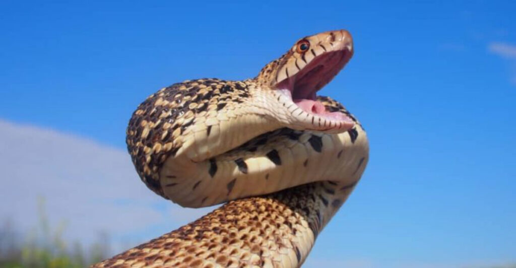 Meet Montana's Mighty Bullsnake: 15 Things You Should Know