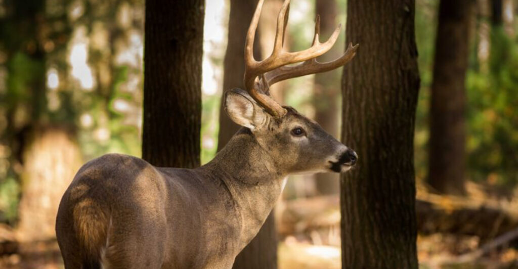 Must-Know Facts About Alabama's Dramatic Deer Rut Season