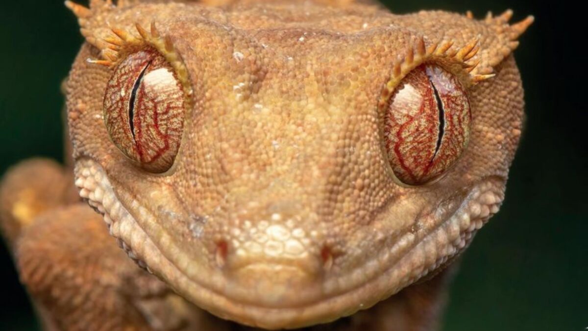 New Gecko Species Discovered – What Took Scientists So Long To Find It?