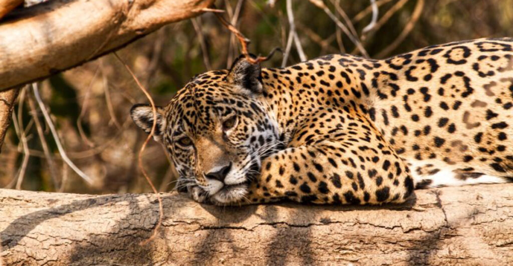 North America’s Top 15 Strongest Animals