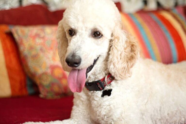 13 Cleanest Dog Breeds That Won't Leave A Drool Trail Behind