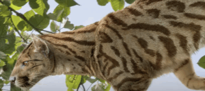 Little-Known Facts About Proailurus, The World's First Cat