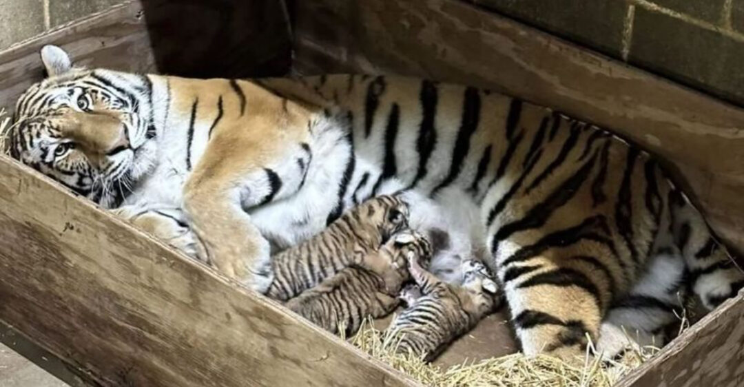 Rare Endangered Amur Tiger Cubs Born At Roosevelt Park Zoo