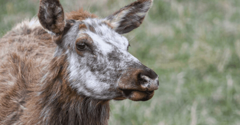 Rare Piebald Elk Spotted Near Rocky Mountain National Park