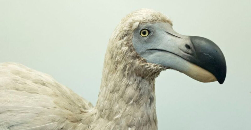 Scientists Are Working To Revive The Long-Lost Dodo
