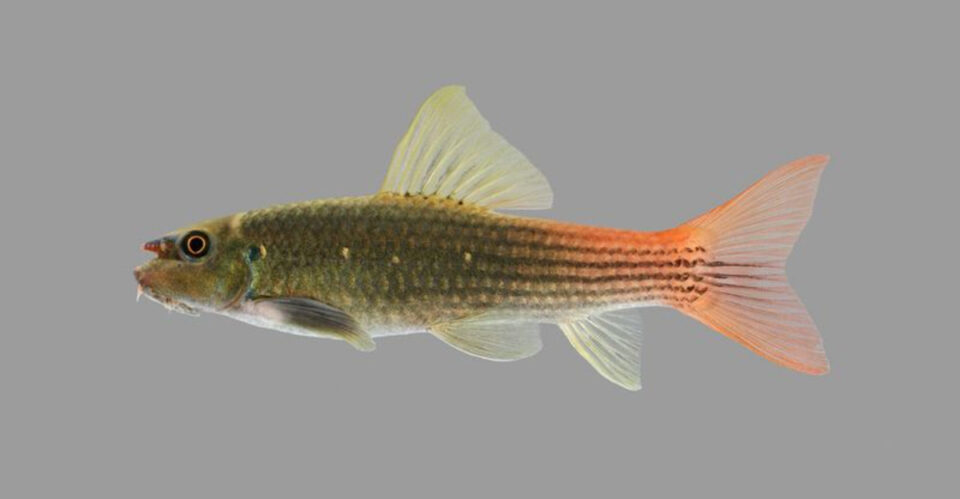 Scientists Discover Rare Fish Species That Doesn't Just Swim – It Fights