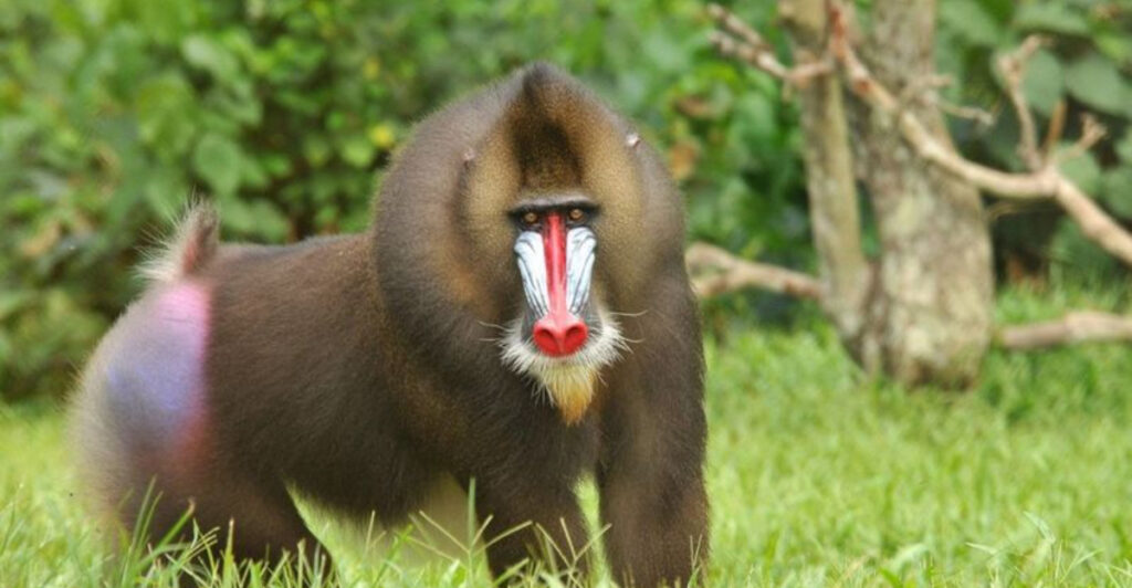 The 11 Largest Primates In The World By Weight