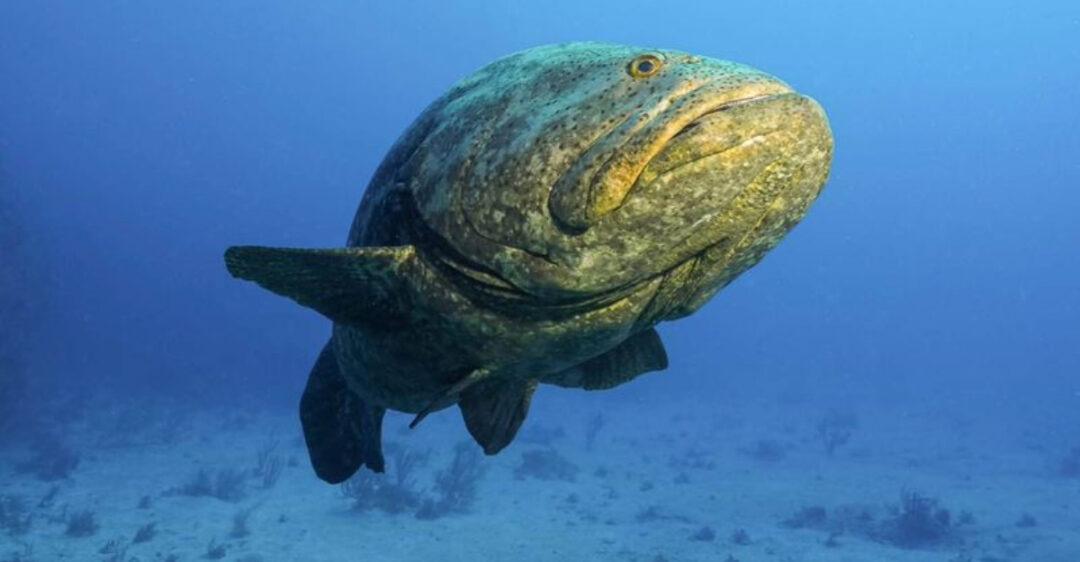 The 14 Largest Fish Ranked By Weight Found In U.S. Waters
