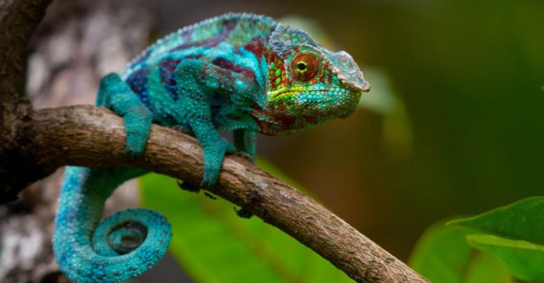 The 15 Most Colorful Chameleon Species You've Probably Never Seen