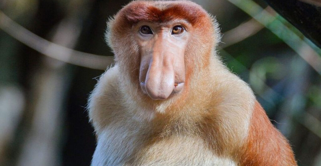 The 15 Weirdest Primates In The World