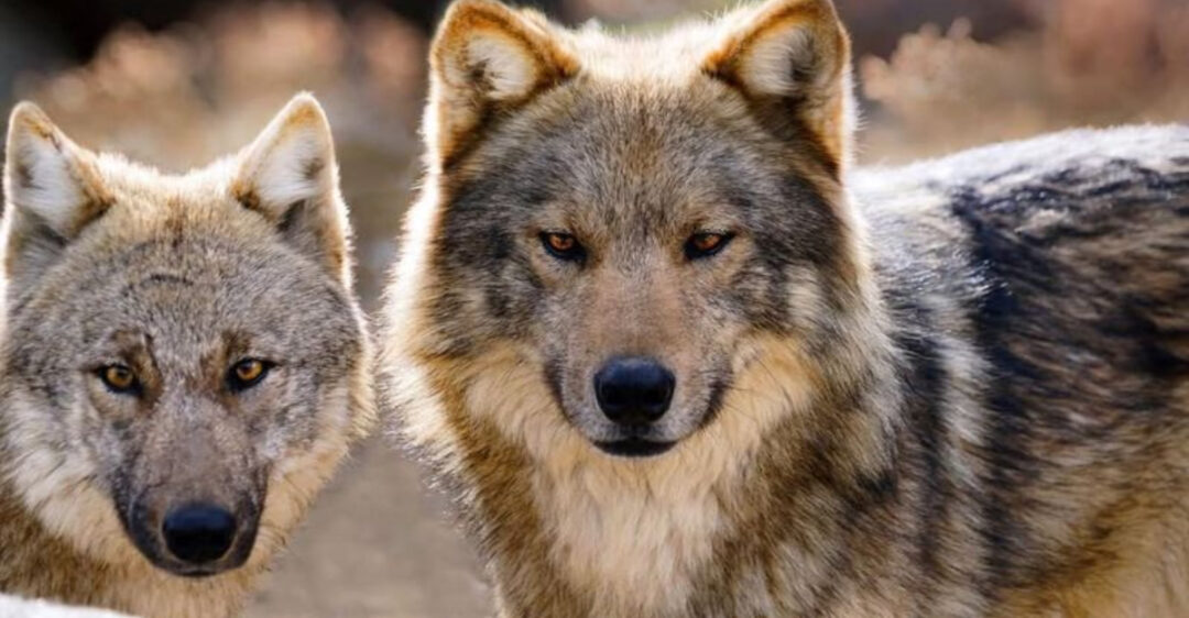The 16 Most Massive Wolves In The World (Ranked)
