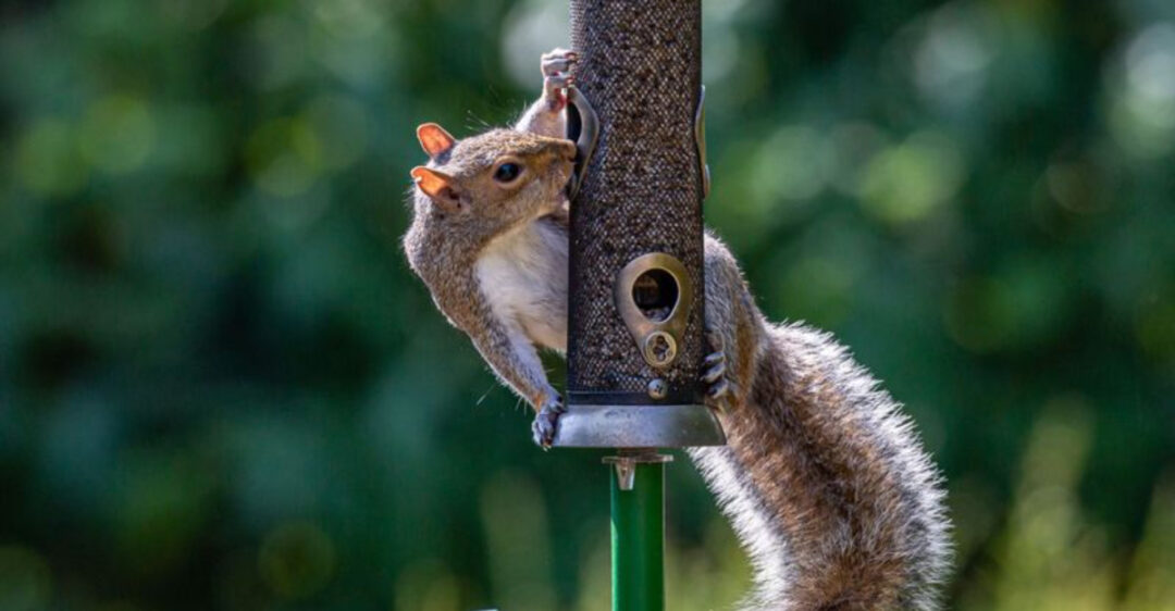 The 5-7-9 Rule: The Ultimate Guide To Squirrel-Proofing Your Bird Feeder
