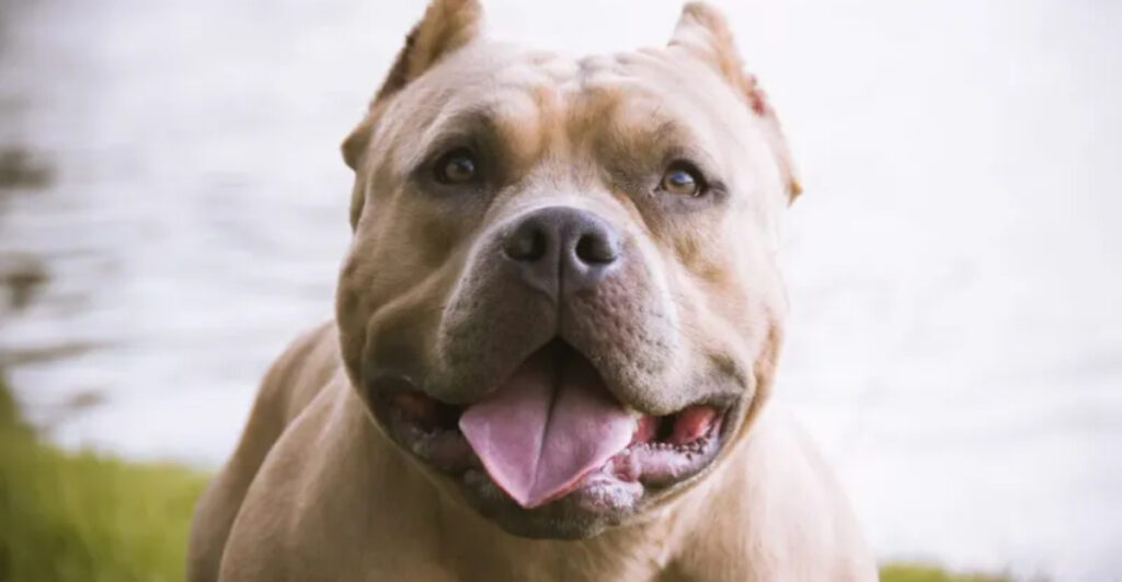 The 5 American Bully Breeds (And 10 Things That Set Each One Apart)