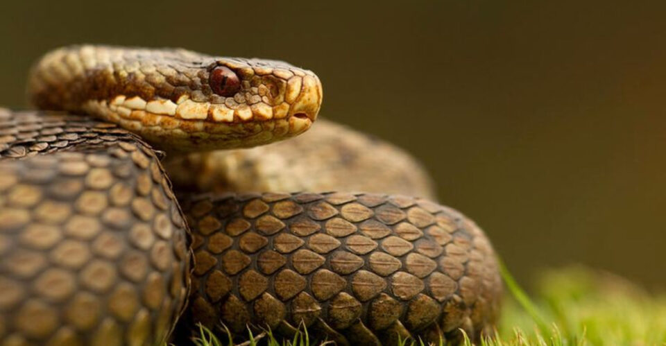 The Adder: 12 Fascinating Facts About Britain's Only Venomous Snake