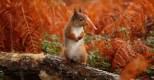 The Battle For The Red Squirrels: Inside The Fight To Save A UK Treasure