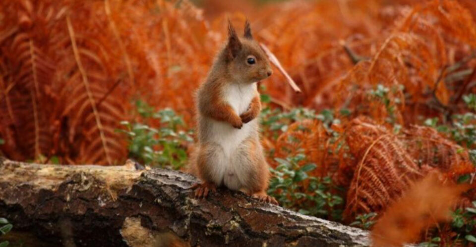 The Battle For The Red Squirrels: Inside The Fight To Save A UK Treasure