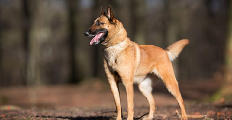 12 Tough African Dog Breeds Built For The Wild