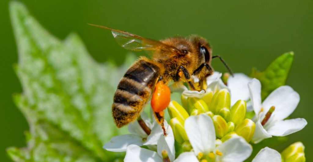 The Importance Of Bees: 15 Ways They Impact Our Ecosystem And Food Supply