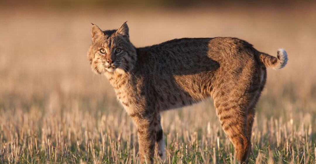 The Most Common Wild Cat In 15 U.S. Regions (And How To Spot Them)
