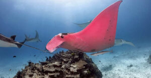 The Only Pink Manta Ray In The World: A Truly Unique Creature